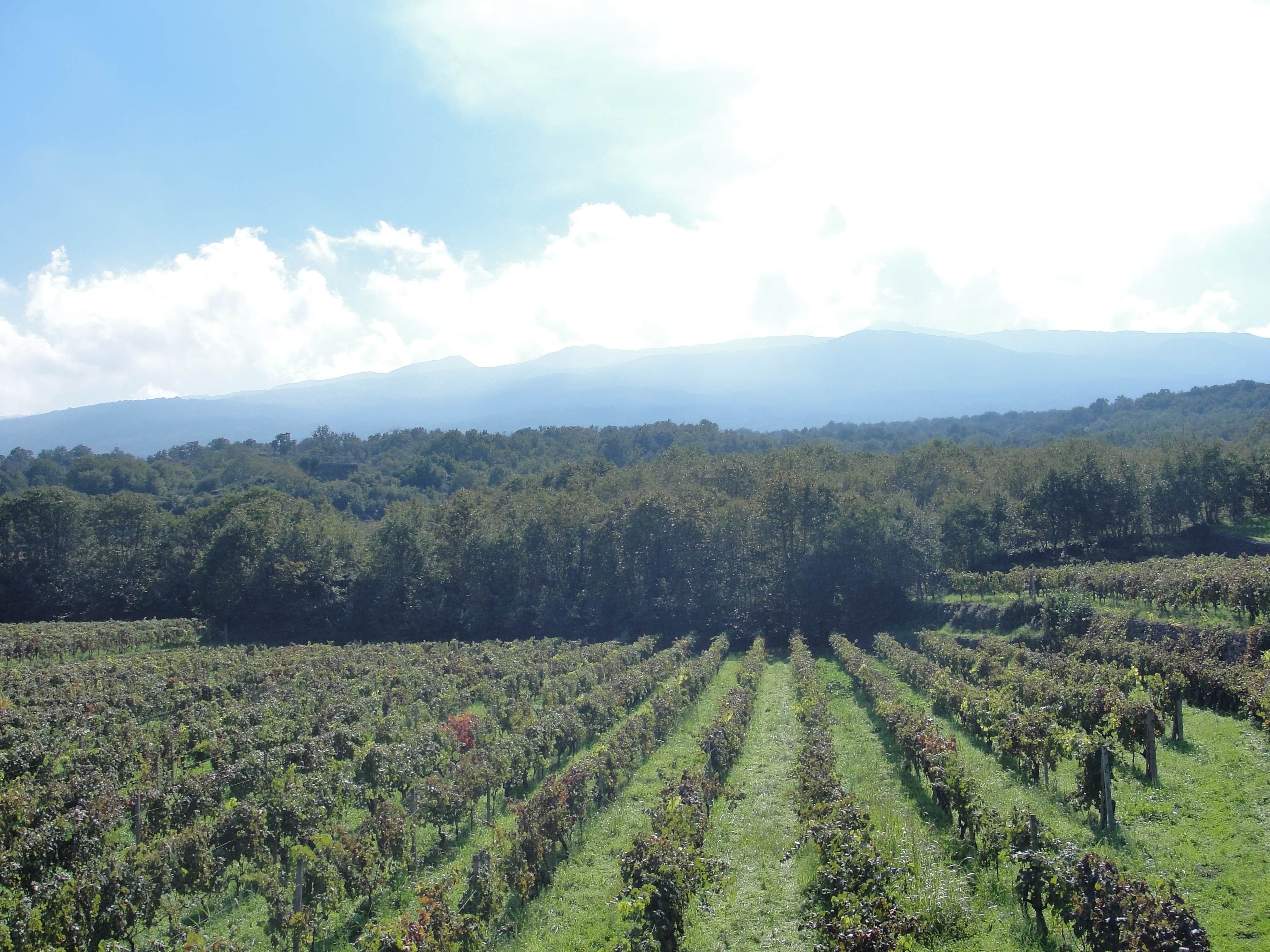 The Deeper Meaning of Italian Wine: An Interview with Leonardo LoCascio ...
