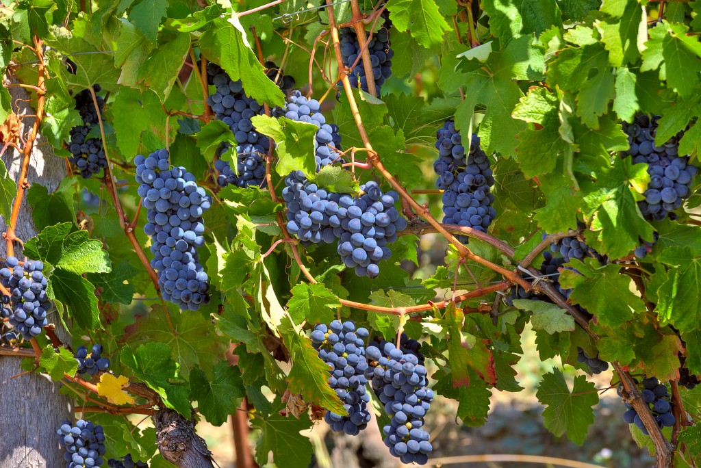 Italian proverbs about wine - It's All About Italy
